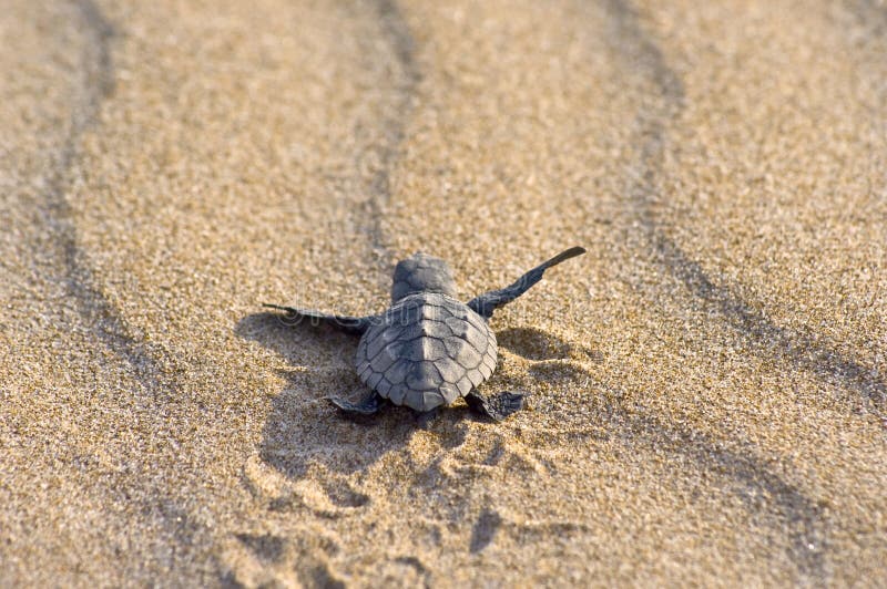 Loggerhead Turtle Baby(Caretta Caretta) Stock Photo - Image of newborn ...