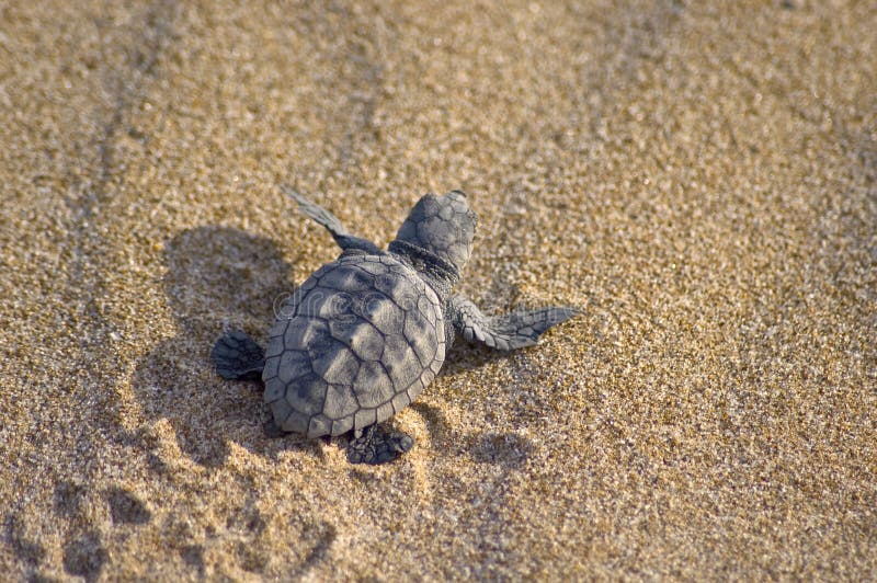 Loggerhead Turtle Baby(Caretta Caretta) Stock Photo - Image of newborn ...