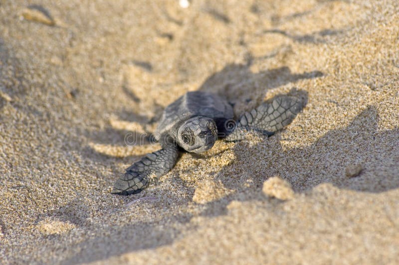 Loggerhead Turtle Baby(Caretta Carretta) Stock Image - Image of born ...