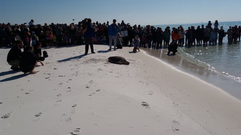 Loggerhead Turtle editorial photography. Image of turtle - 114353582