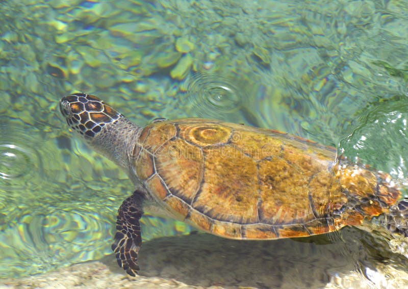 The Loggerhead or Turtle Caretta Caretta Stock Image - Image of drawing ...