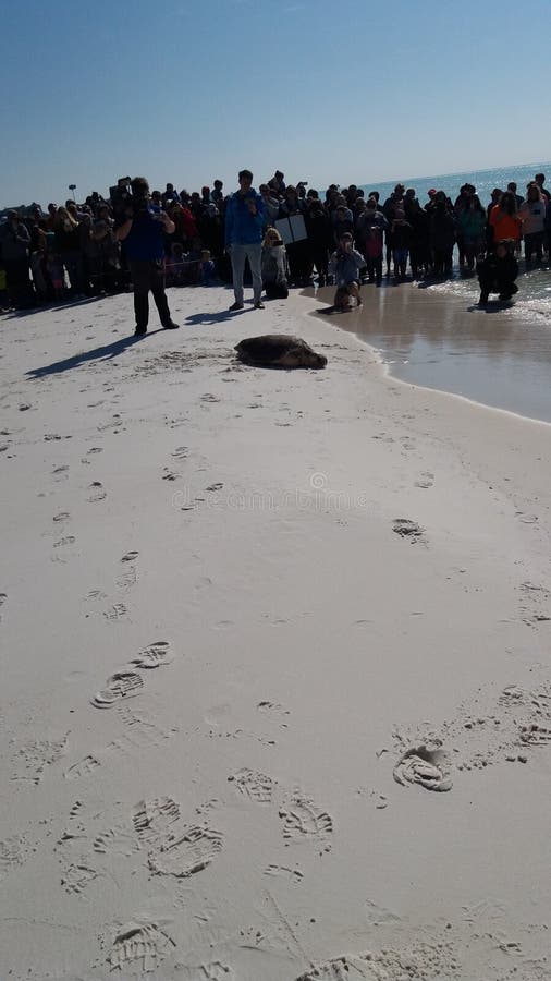 Loggerhead Turtle editorial photo. Image of henderson - 114353576