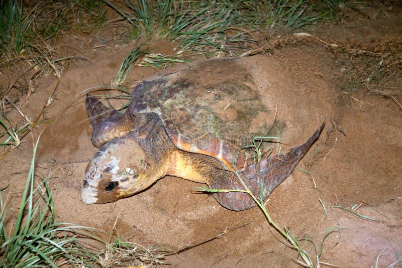 Loggerhead Turtle Nesting on Sand Mon Repos Bundaberg Stock Photo ...