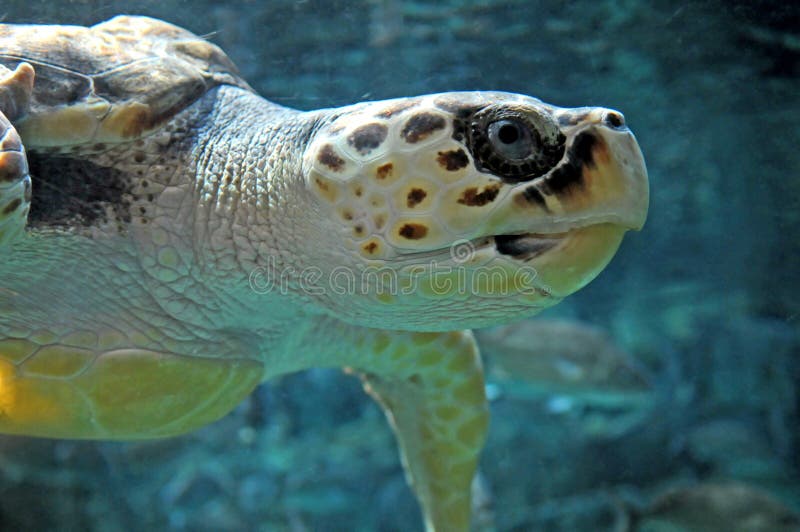 Loggerhead turtle, profile stock image. Image of water - 4362915