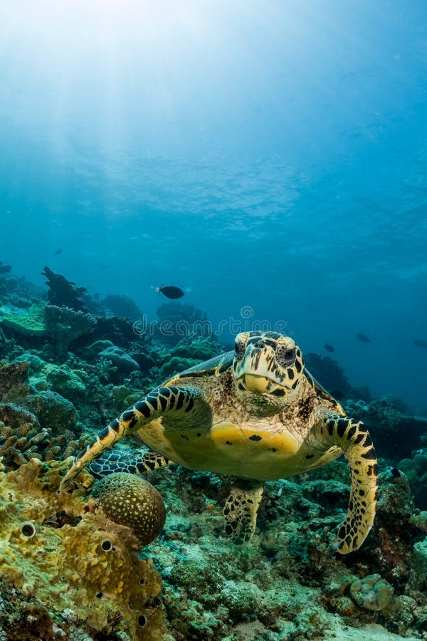 Loggerhead Turtle Swimming Over a Coral Reef with Sun Rays Stock Image ...