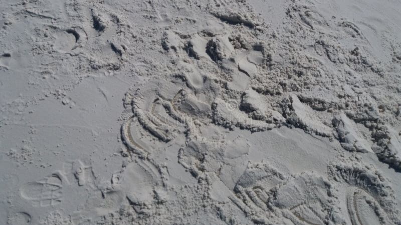 Snapping Turtle Tracks
