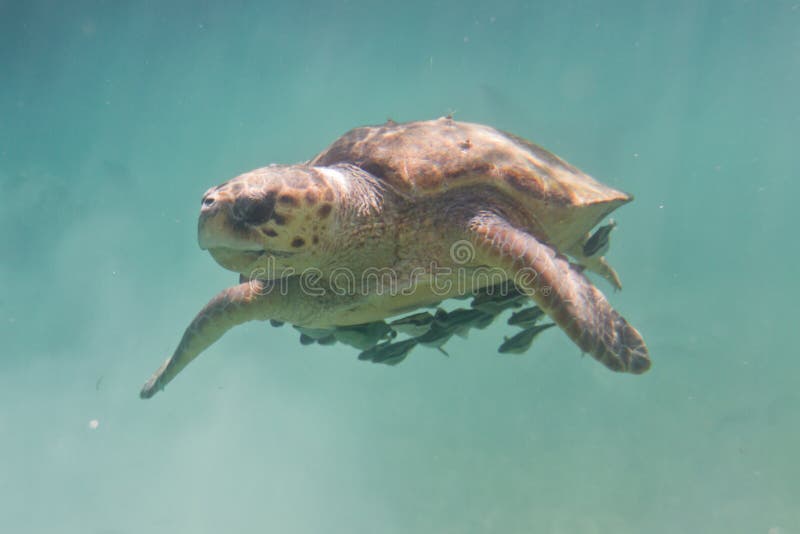 Loggerhead Sea Turtle stock image. Image of animalia - 12899383
