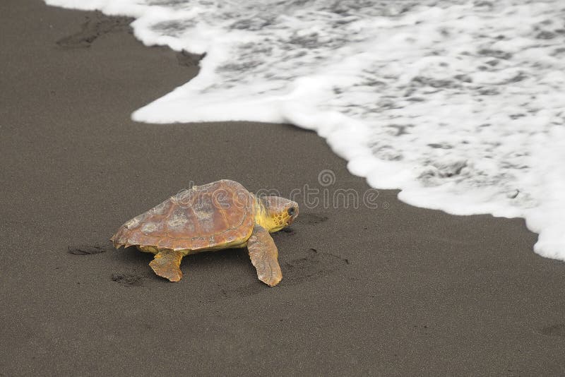 Loggerhead Turtles (Caretta Caretta) Stock Photo - Image of takeoff ...