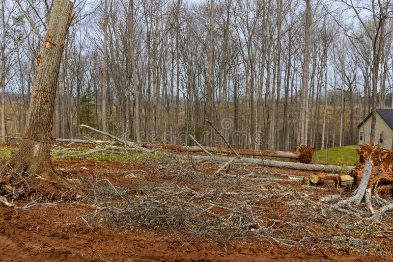 Loggers Clearing Forest with Preparation Land for New Residential ...