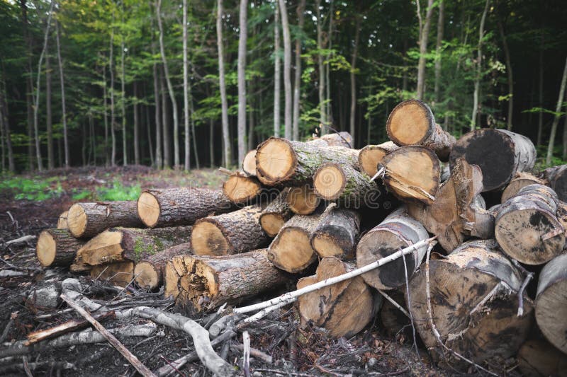 Loggers Cut Down Many Trees in the Forest for Firewood Stock Photo ...