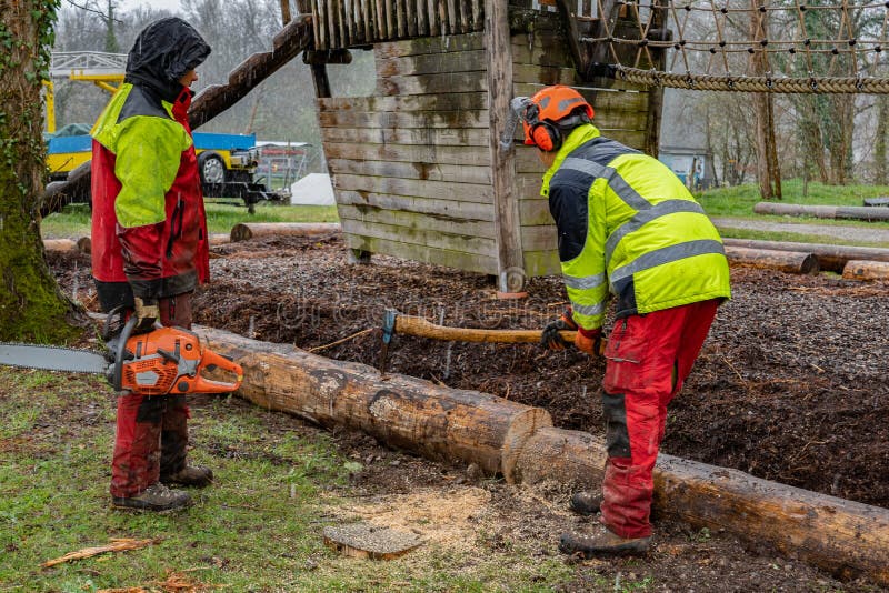 Loggers Cutting Tree Trunk with Chain Saws in Rainy Day Stock Image ...
