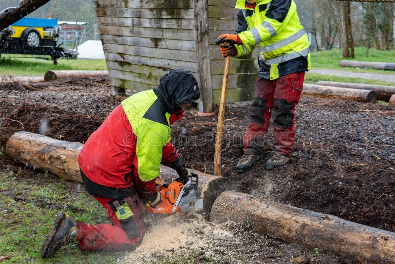 Loggers Cutting Tree Trunk with Chain Saws in Rainy Day Stock Image ...