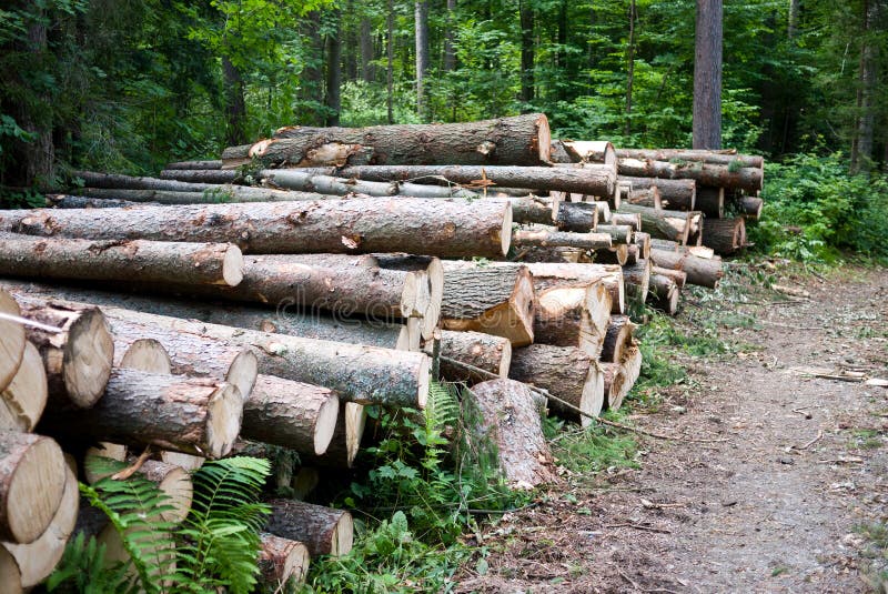 Chopped trees stock photo. Image of fallen, forests, devastation - 4491534