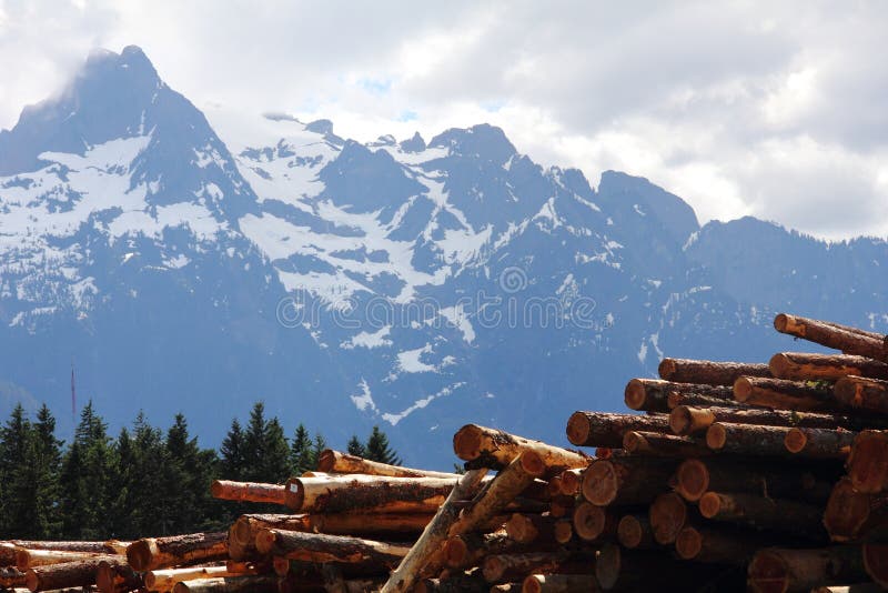 Logging stock photo. Image of council, forest, industry - 21237698