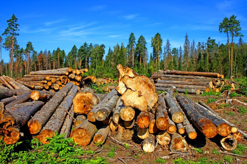 Logging stock photo. Image of sawmills, timber, pine - 27457526