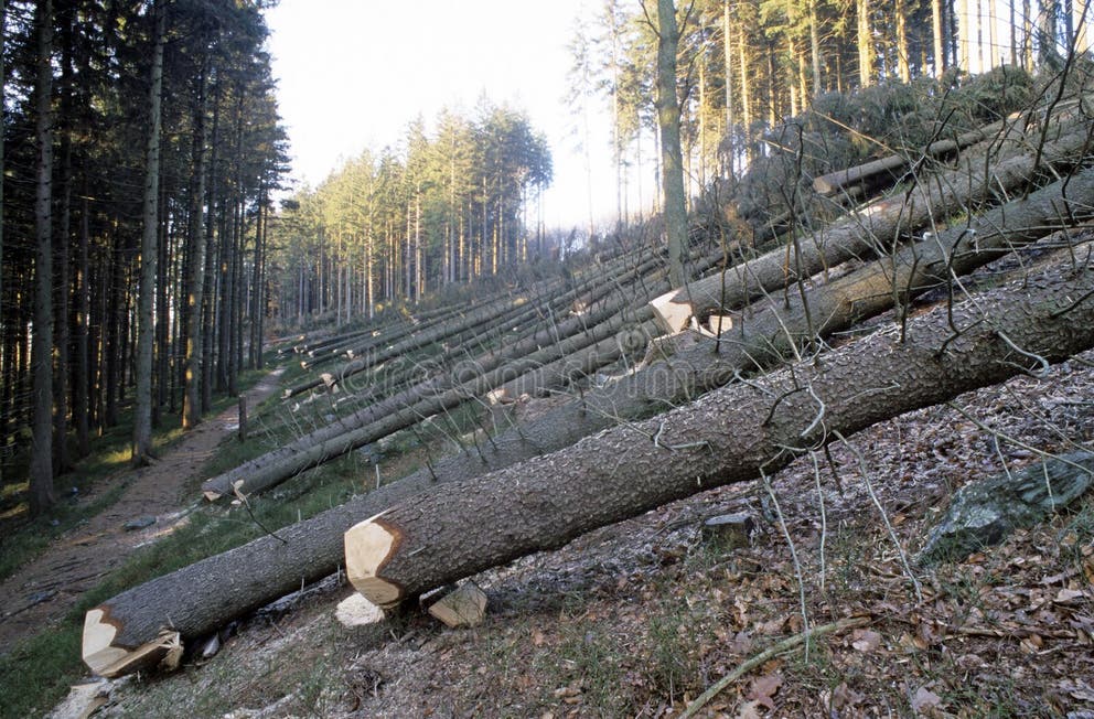 Logging stock image. Image of plant, destruction, harvesting - 6025401