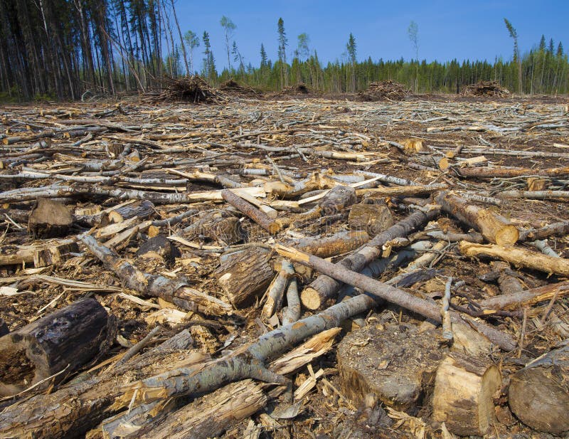 Deforestation in canada. stock photo. Image of trees - 42253082