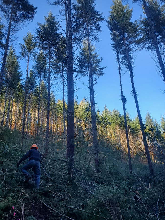 Logging America Great Outdoors Stock Image - Image of outdoors, logging ...