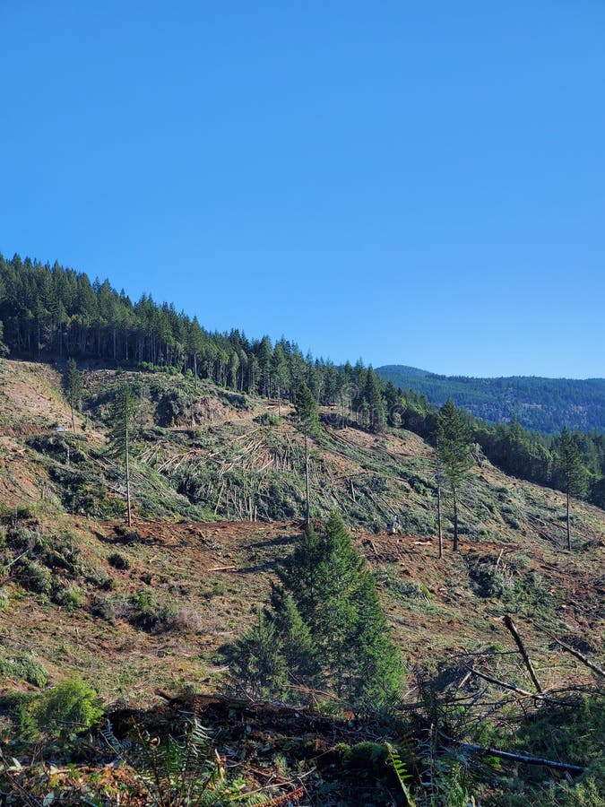 Logging America Great Outdoors Stock Image - Image of logging, outdoors ...