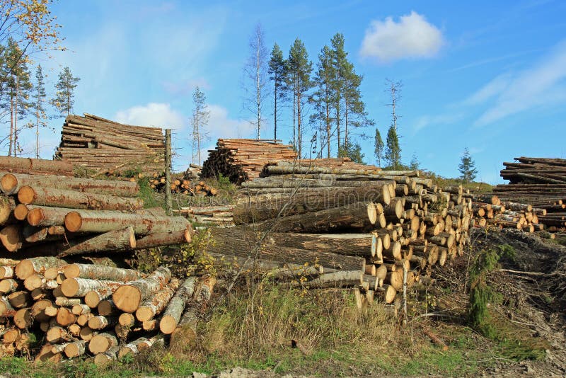 Logging in Autumn Forest stock photo. Image of pile, lots - 27016720