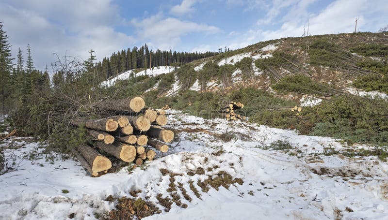 Logging in Banff National Park Stock Photo - Image of landscape ...