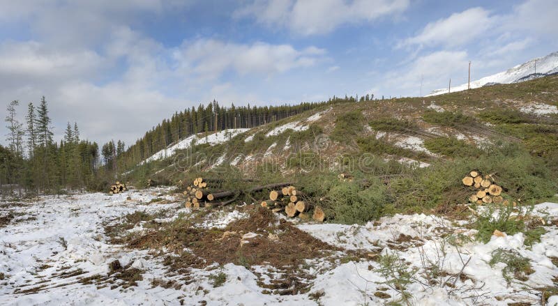Logging in Banff National Park Stock Image - Image of industry ...