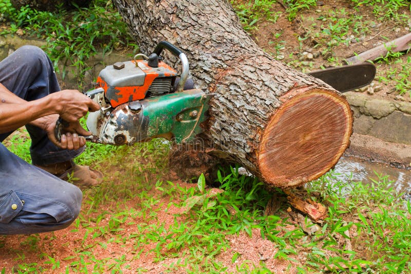 Forestry Worker with Chainsaw is Sawing a Log. Process of Logging Stock ...