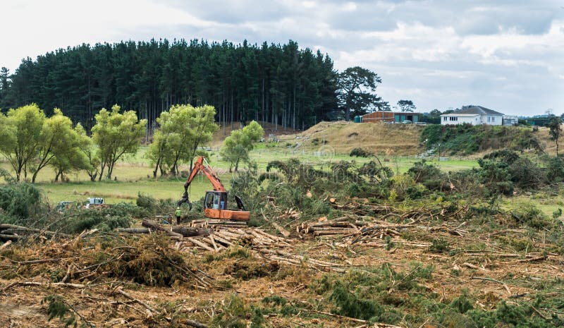 Logging Clearing stock photo. Image of industry, pine - 171488728