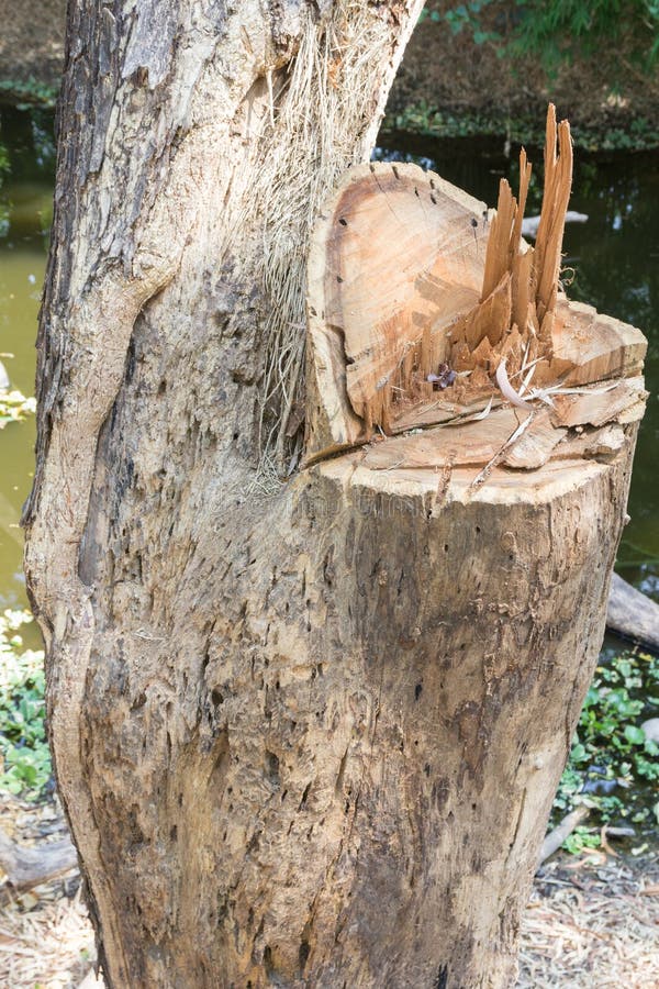 Logging stock image. Image of merchandise, loger, moving - 40113397