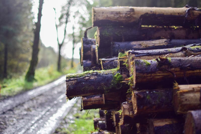 Logging in Damp Forest Walk Stock Photo - Image of forest, vehicle ...