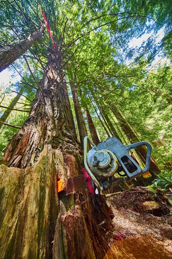 Logging in Dense Forest with Chainsaw Motion from Below Editorial Stock ...