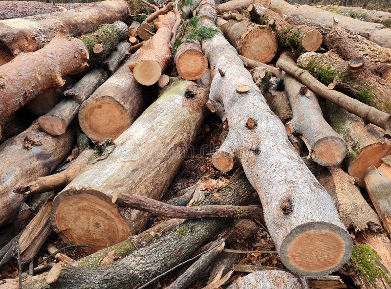 Logging in the Environment Logging of Felled Trees Stock Image - Image ...
