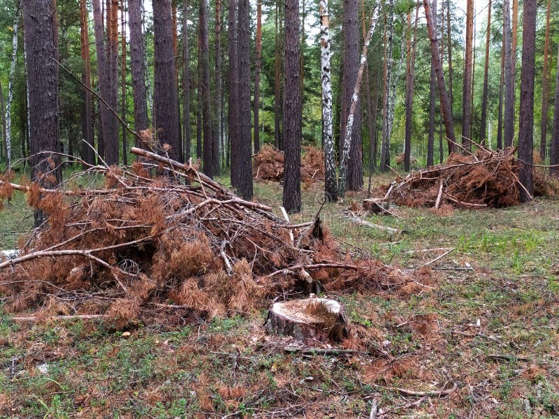 Logging. Felled Tree Branches are Heaped in a Pine Forest in Summer ...