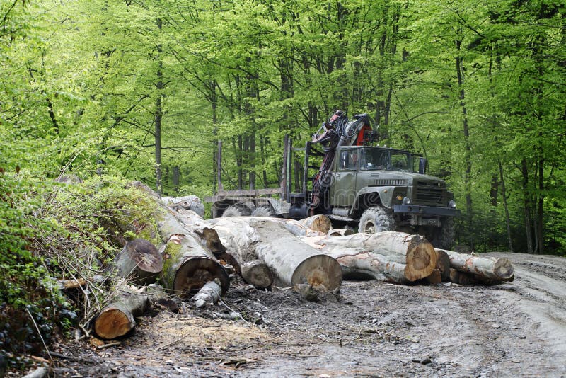 Logging, Felling of Trees, the Lumber Industry Stock Image - Image of ...