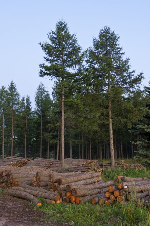Logging Field, at the Edge of the Forest Stock Image - Image of growth ...