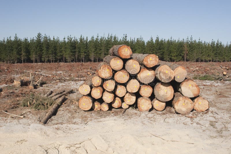 Logging in a forest stock photo. Image of beach, smile - 13365584