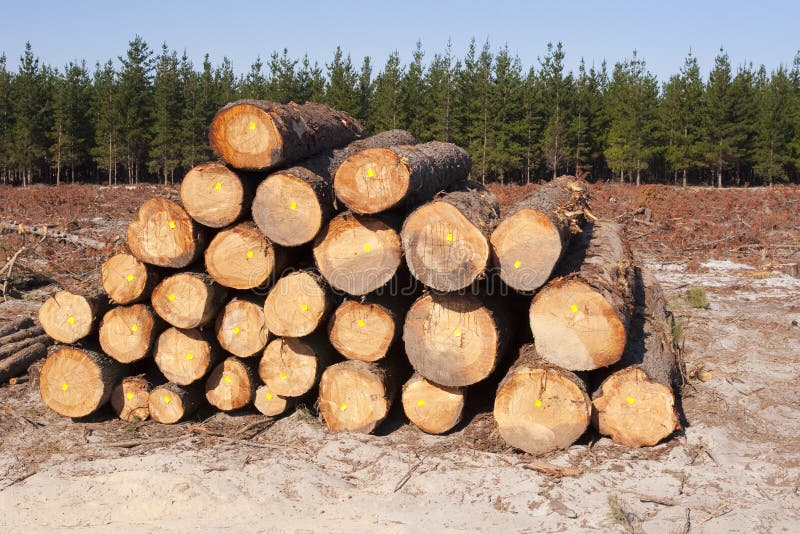 Logging in a forest stock photo. Image of african, coastal - 13365982