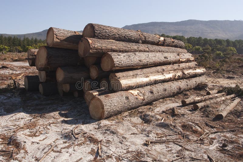 Logging in a forest stock image. Image of smile, black - 13366181