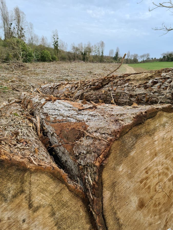 Logging and Forest Destruction Environmental Devastation Stock Photo ...