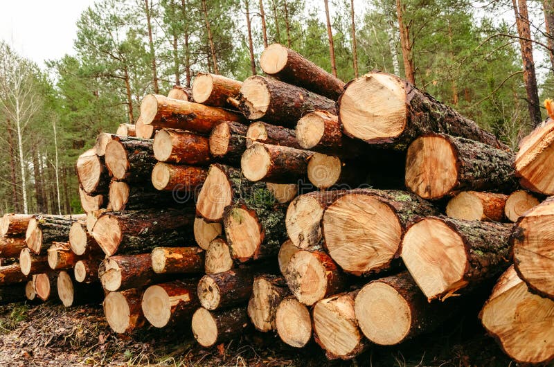 Logging in the forest stock image. Image of felling, paper - 717487
