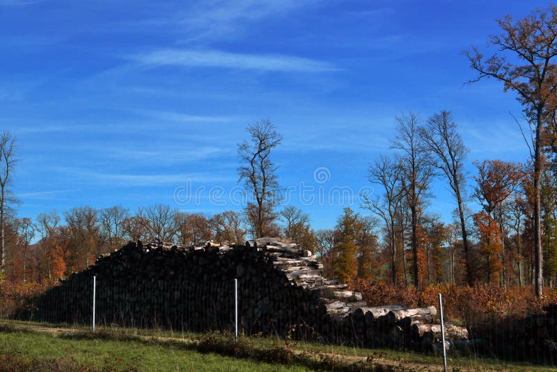 Logging in the forest. stock photo. Image of silvaculture - 78639182