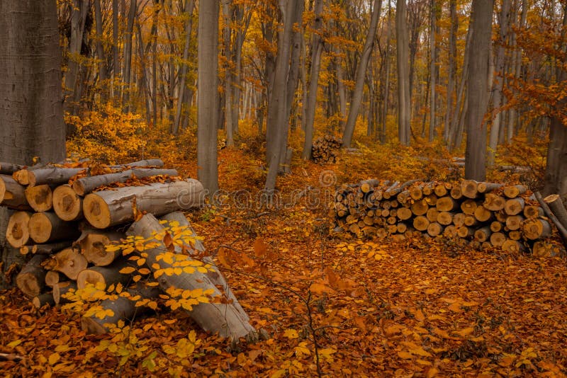 Logging in the forest stock photo. Image of pile, trees - 62427682