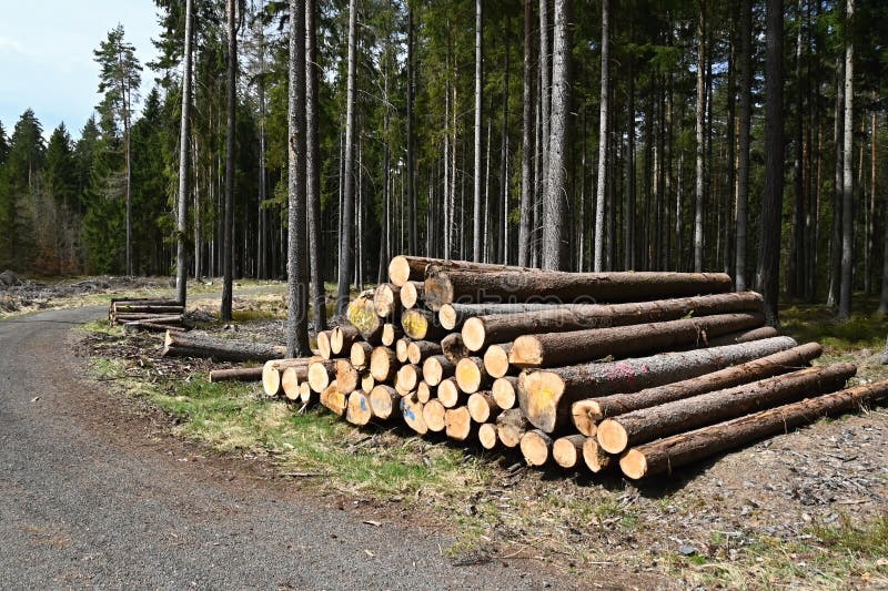 Logging in the Forest, Logging and Production of Raw Wood Stock Photo ...