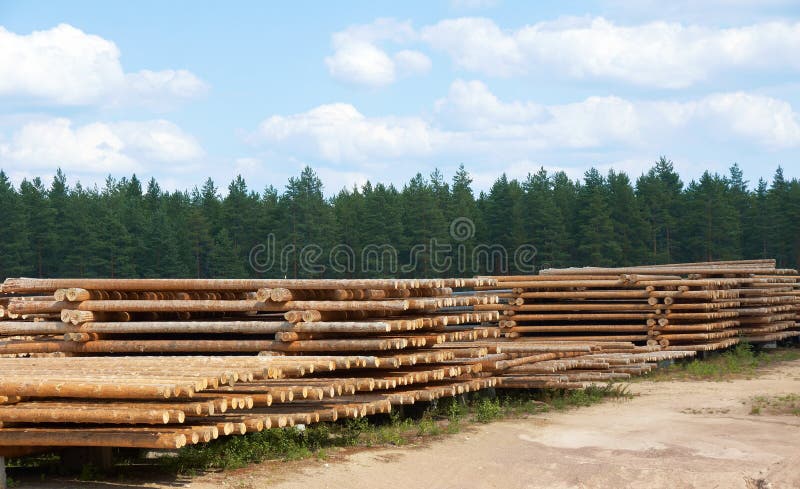 Logging in forest stock photo. Image of texture, biomass - 76583098
