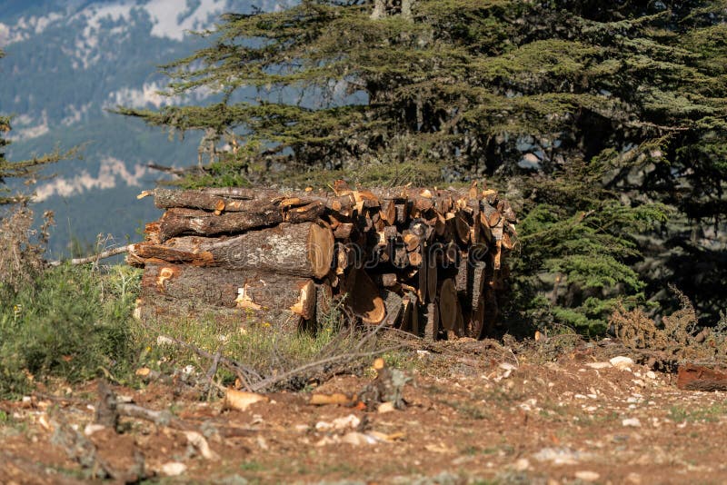 Logging in the Forest. Forest Thinning Stock Photo - Image of deforest ...