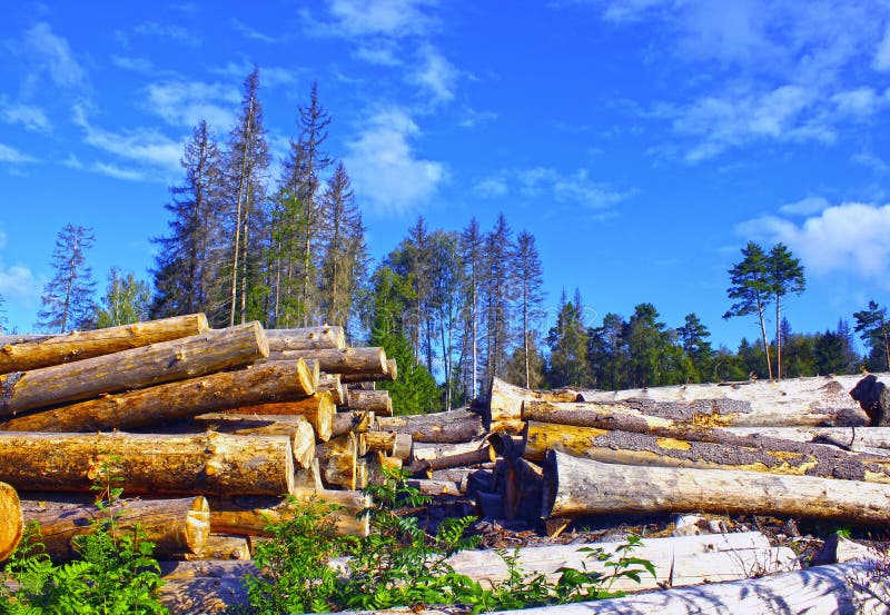 Logging stock photo. Image of sawmills, timber, pine - 27457526