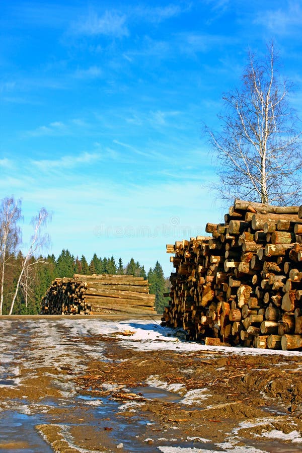 Logging stock image. Image of stump, sawmill, bark, pine - 38868797
