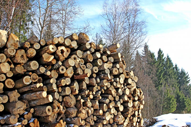 Logging stock image. Image of wood, forestry, pine, trunk - 38996841