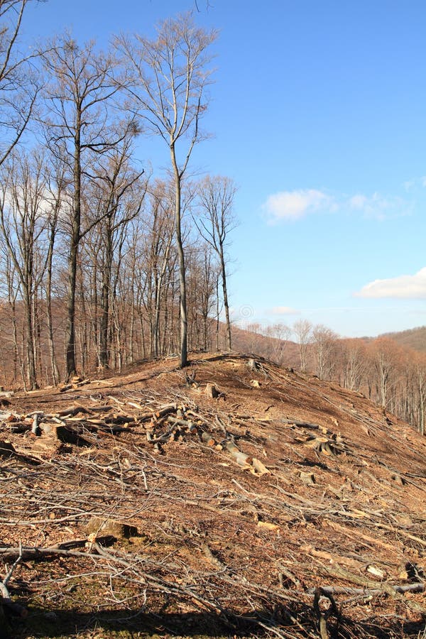 Logging stock photo. Image of forestry, destroy, autumn - 33101248