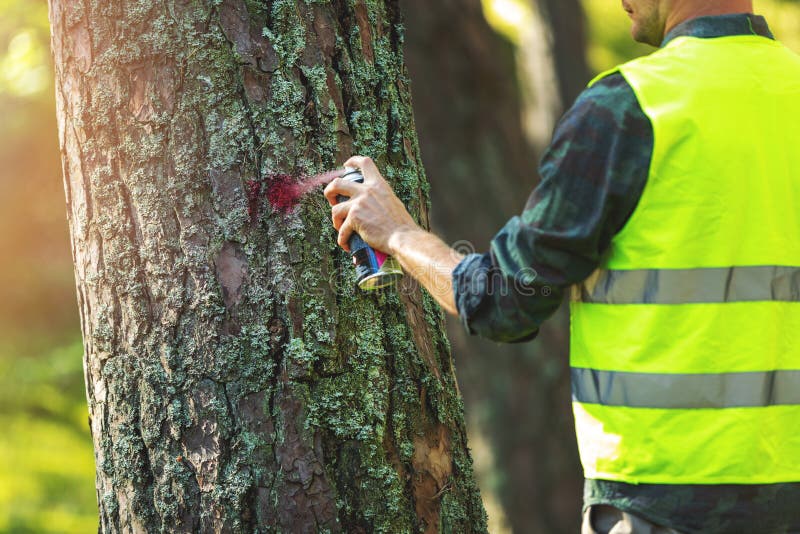 Logging Industry - Forestry Engineer Marking Tree Trunk with Spray for ...